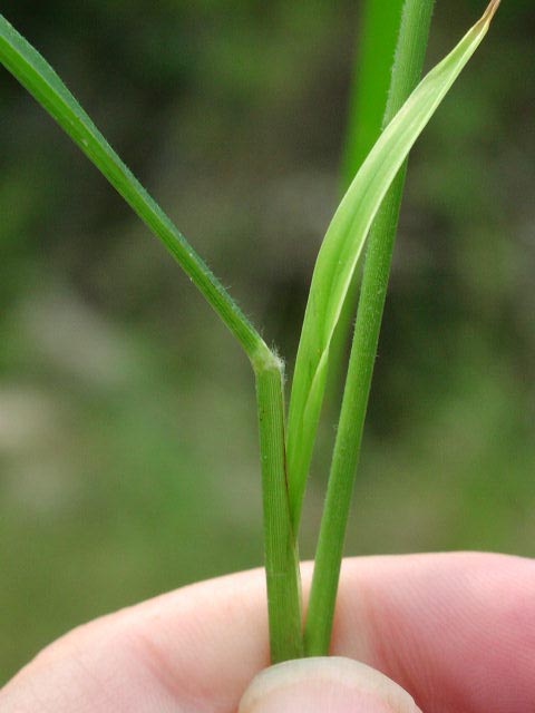 Setaria Scheelei